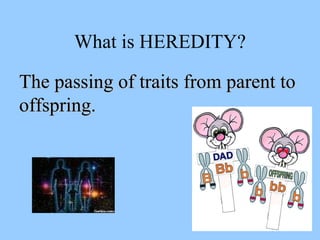 Unit 8 genetics powerpoint (revised 2006) | PPT