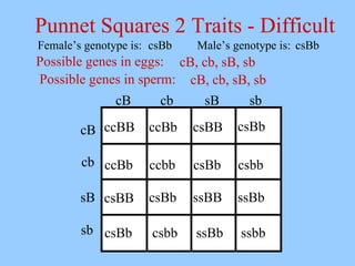 Unit 8 genetics powerpoint (revised 2006) | PPT