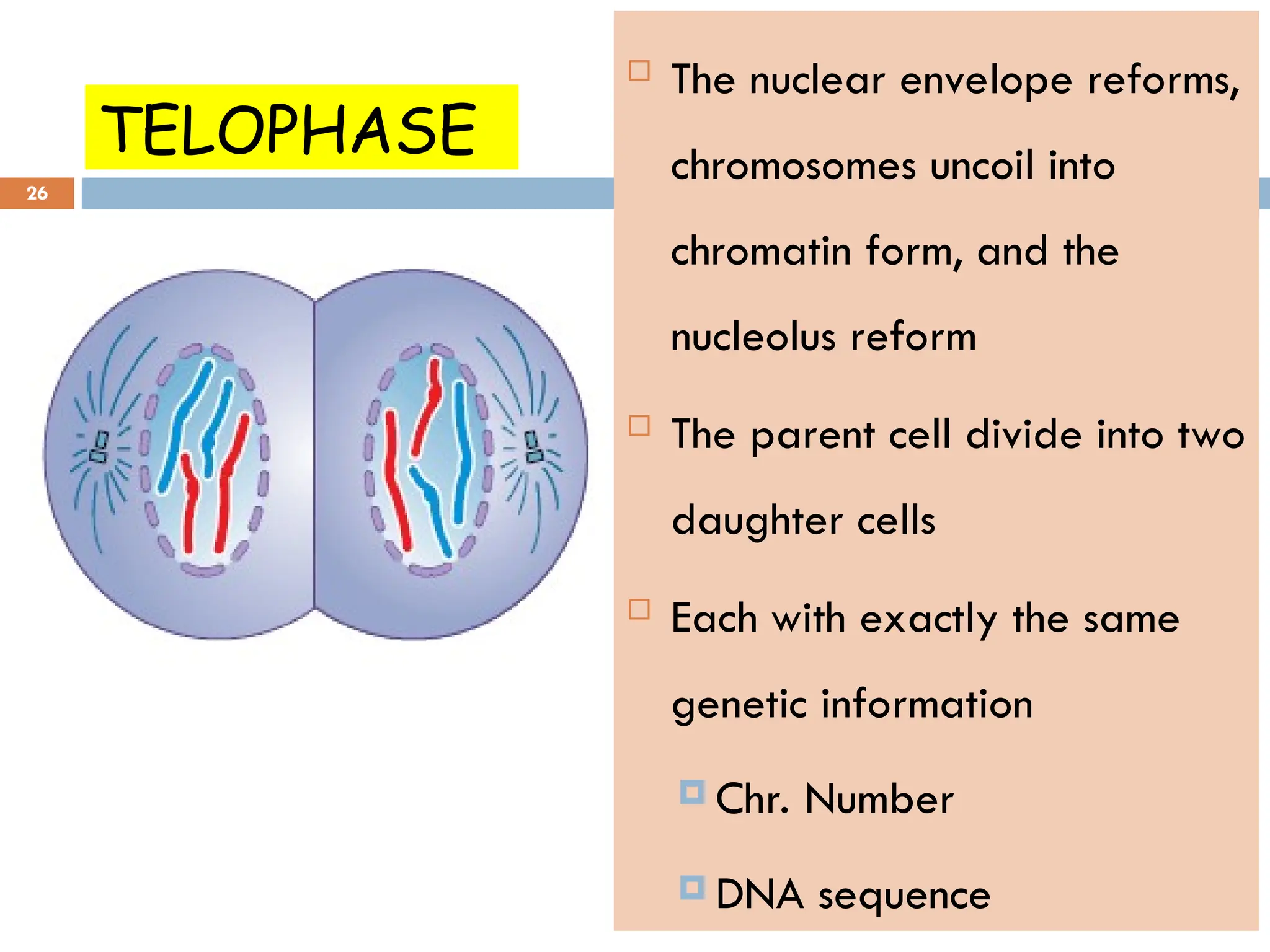 Unit 9. The cell cycle and cell cycle regulation.ppt