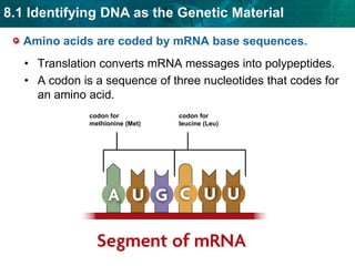 Unit 9 Dna Translation And Mutation | PPTX