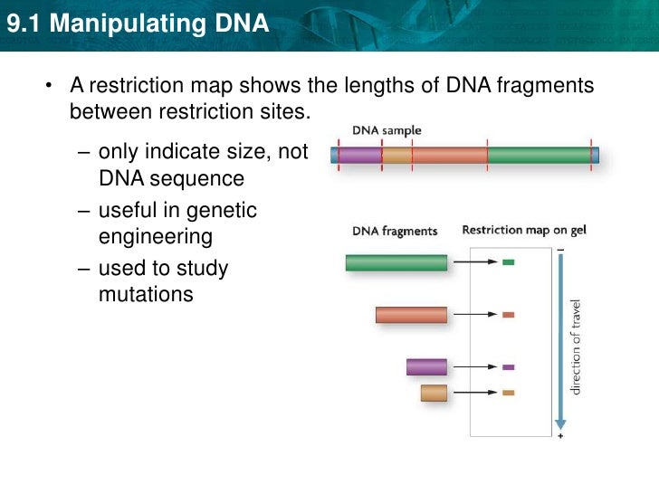 Unit 9 Manipulating Dna