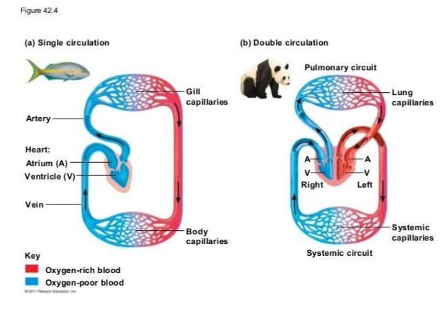 Unit 9 transport in animals