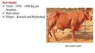 Unit 9 and 10a Cattle and Buffalo breeds.pptx