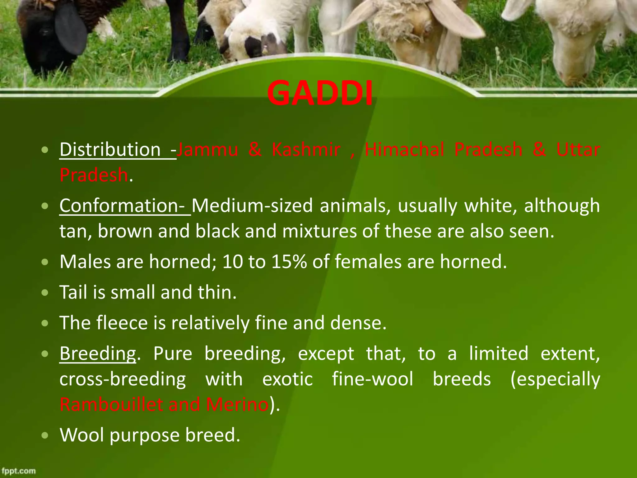 Unit 9 and 10b Sheep breeds.pptx