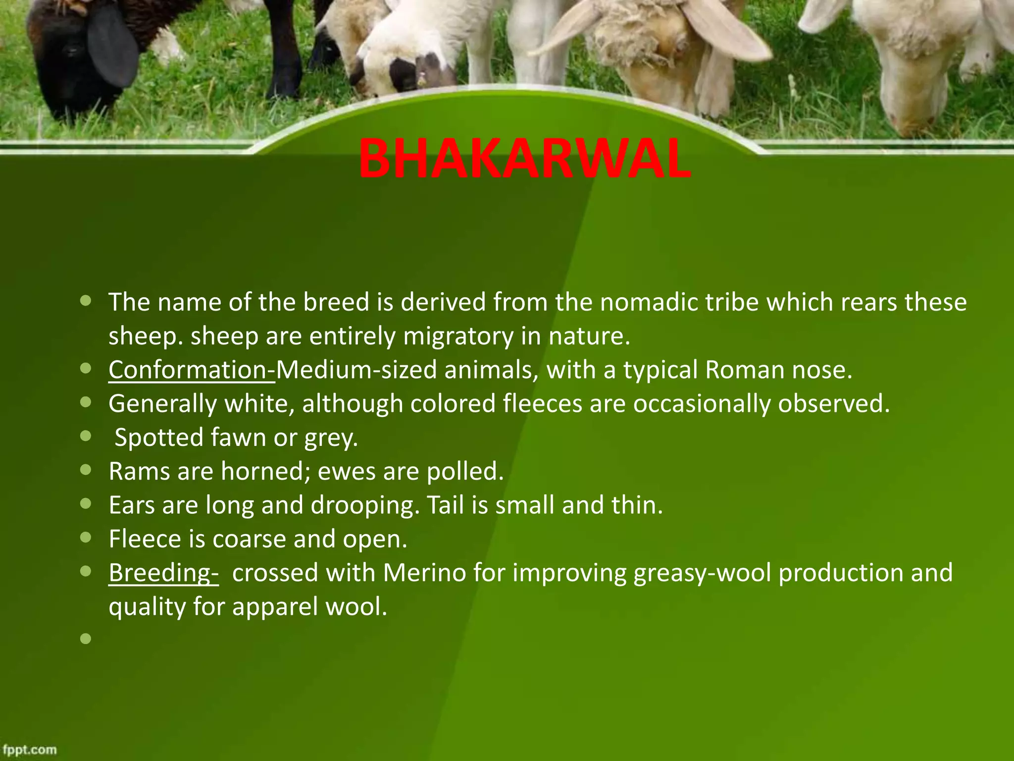 Unit 9 and 10b Sheep breeds.pptx