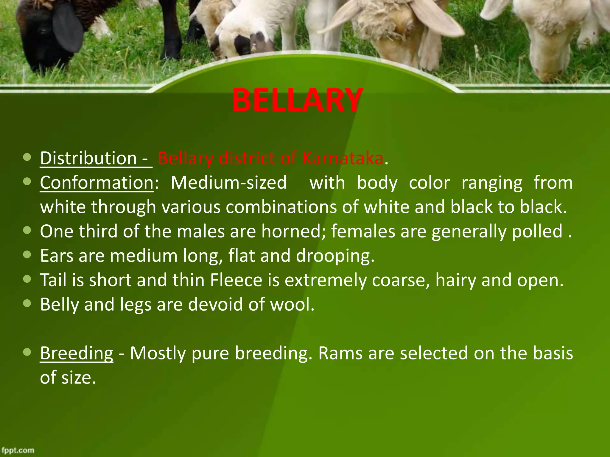 Unit 9 and 10b Sheep breeds.pptx