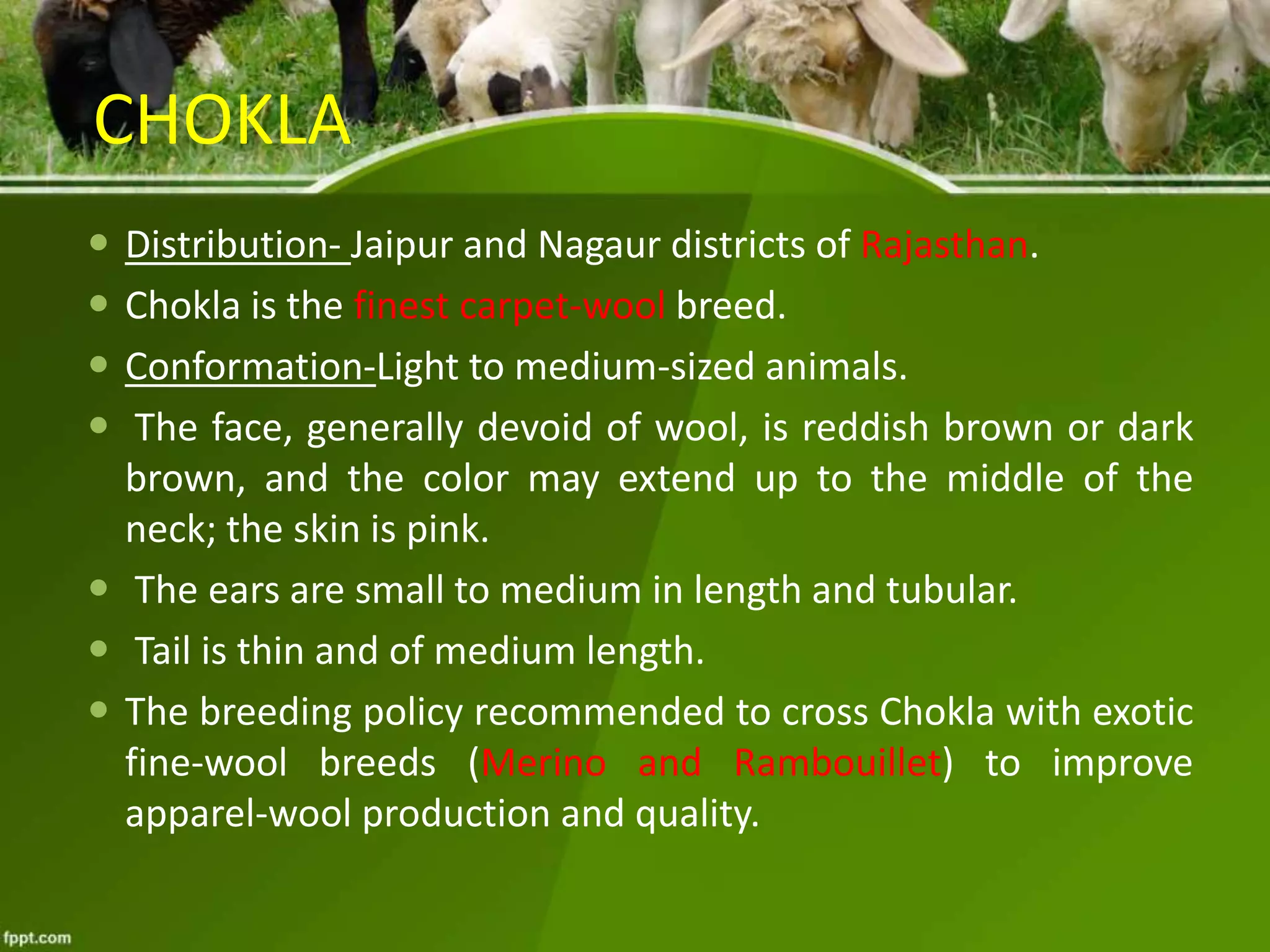 Unit 9 and 10b Sheep breeds.pptx