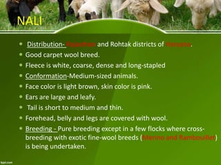 Unit 9 and 10b Sheep breeds.pptx
