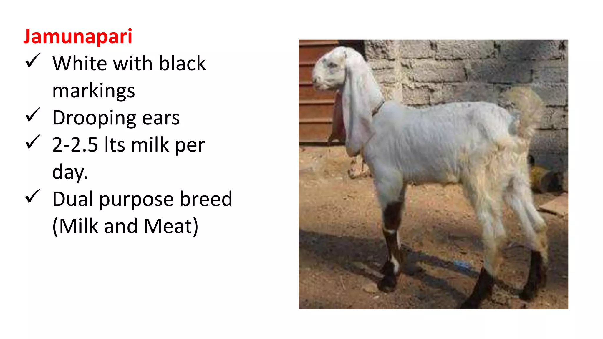 Unit 9 and 10c Indian Goat breeds.pptx