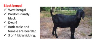 Unit 9 and 10c Indian Goat breeds.pptx