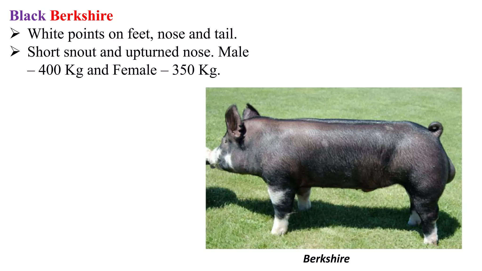Unit 9 and 10d Swine and Poultry breeds.pptx