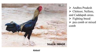 Unit 9 and 10d Swine and Poultry breeds.pptx