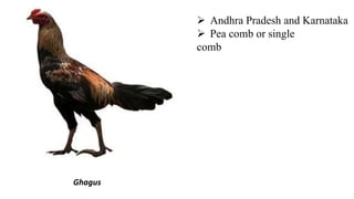 Unit 9 and 10d Swine and Poultry breeds.pptx