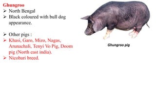 Unit 9 and 10d Swine and Poultry breeds.pptx