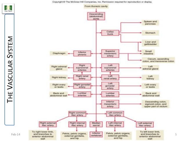 Unit 9 Cardiovascular System