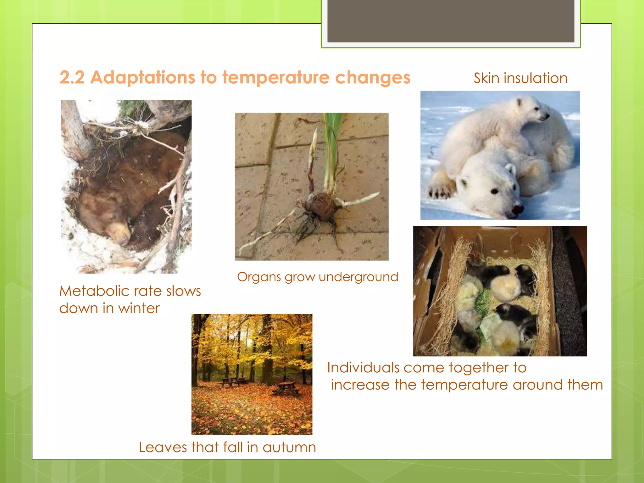 Unit9 Living Things in their Environment | PPTX