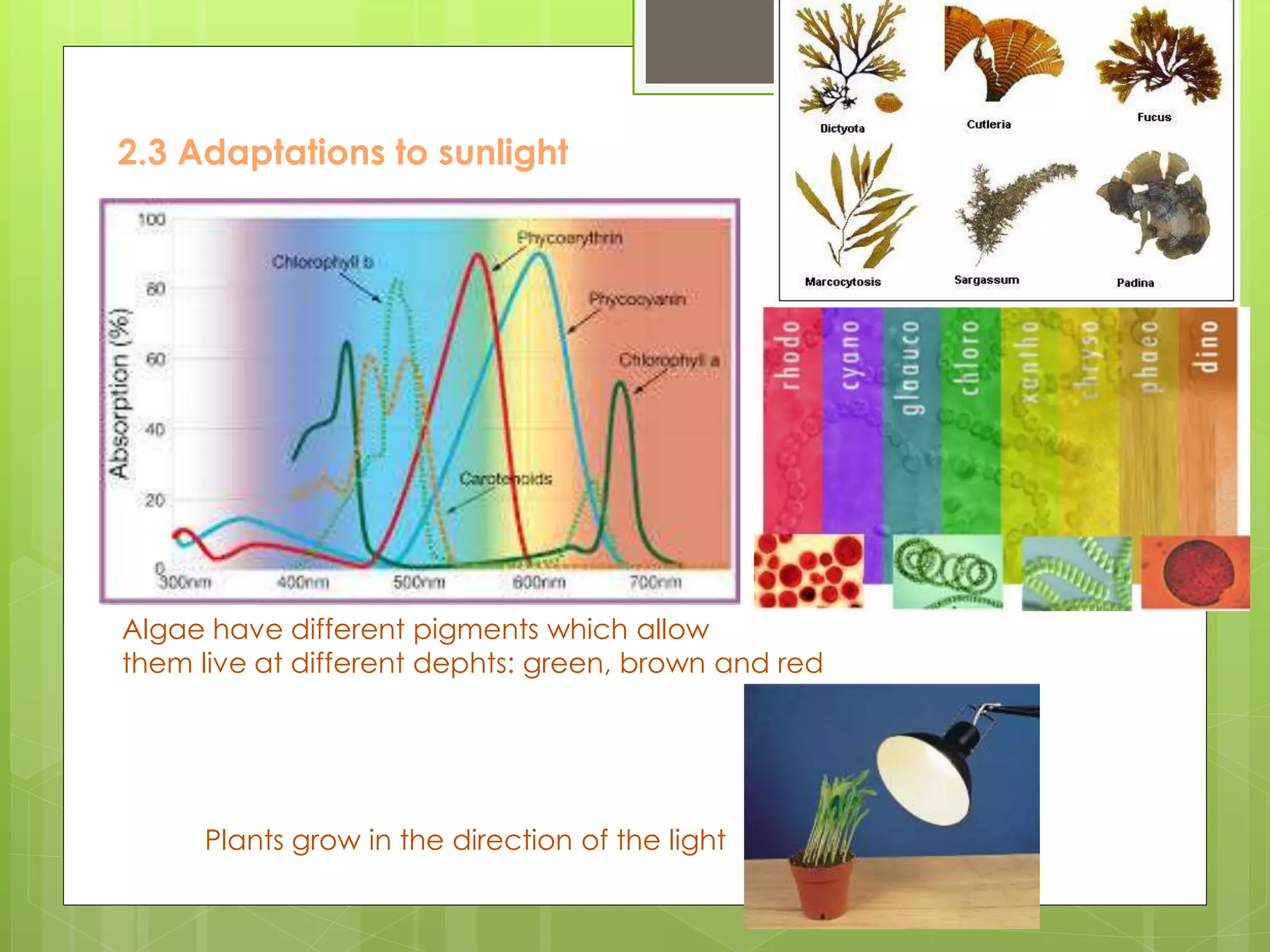 Unit9 Living Things in their Environment | PPTX