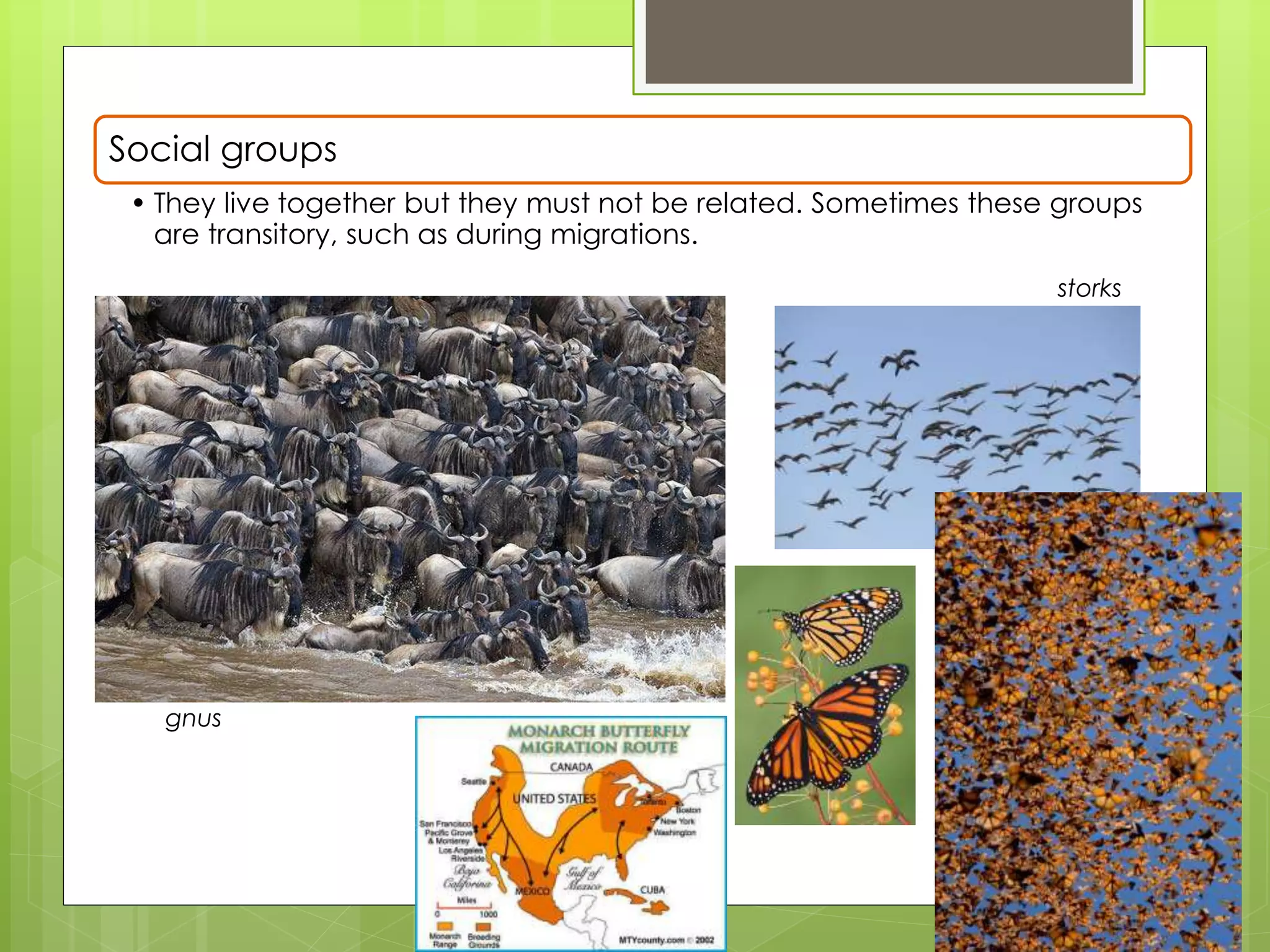 Unit9 Living Things in their Environment | PPTX