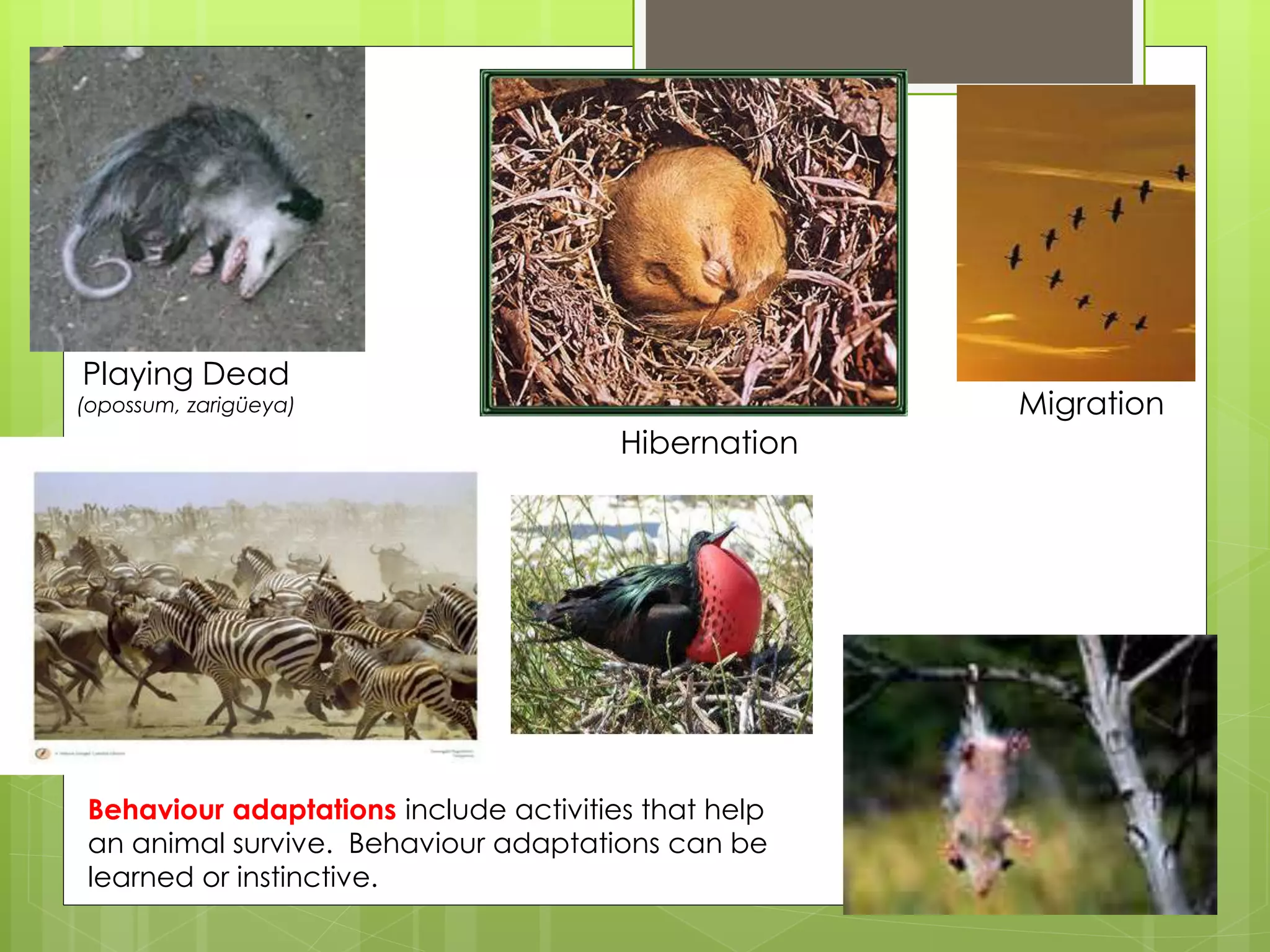 Unit9 Living Things in their Environment | PPTX