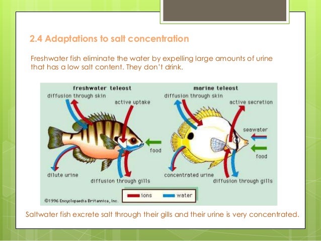 How do fish adapt to their environment? - wehelpcheapessaydownload.web ...