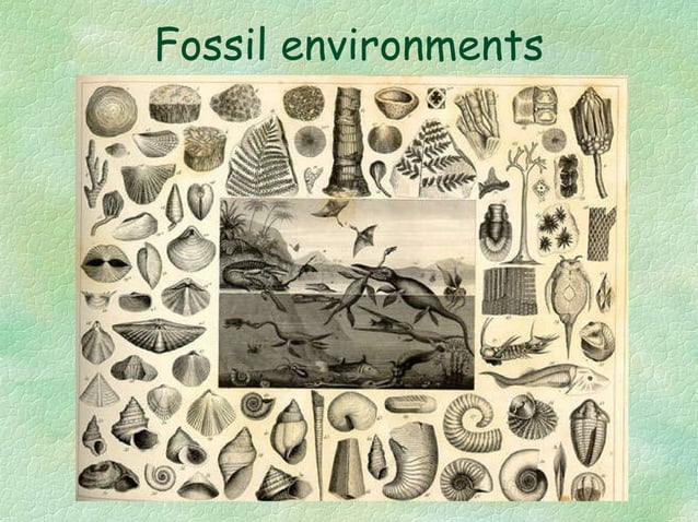 Unit 9 evolution | PPT