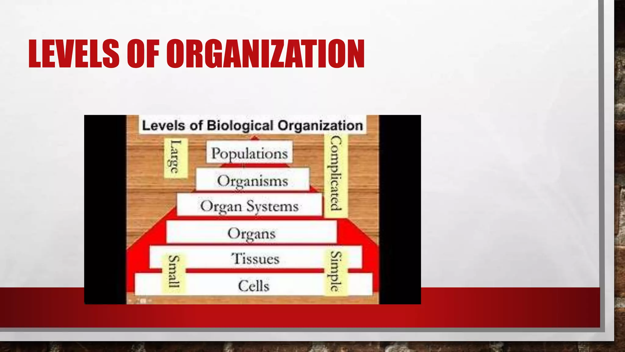 Unit 9 human organ system | PPT