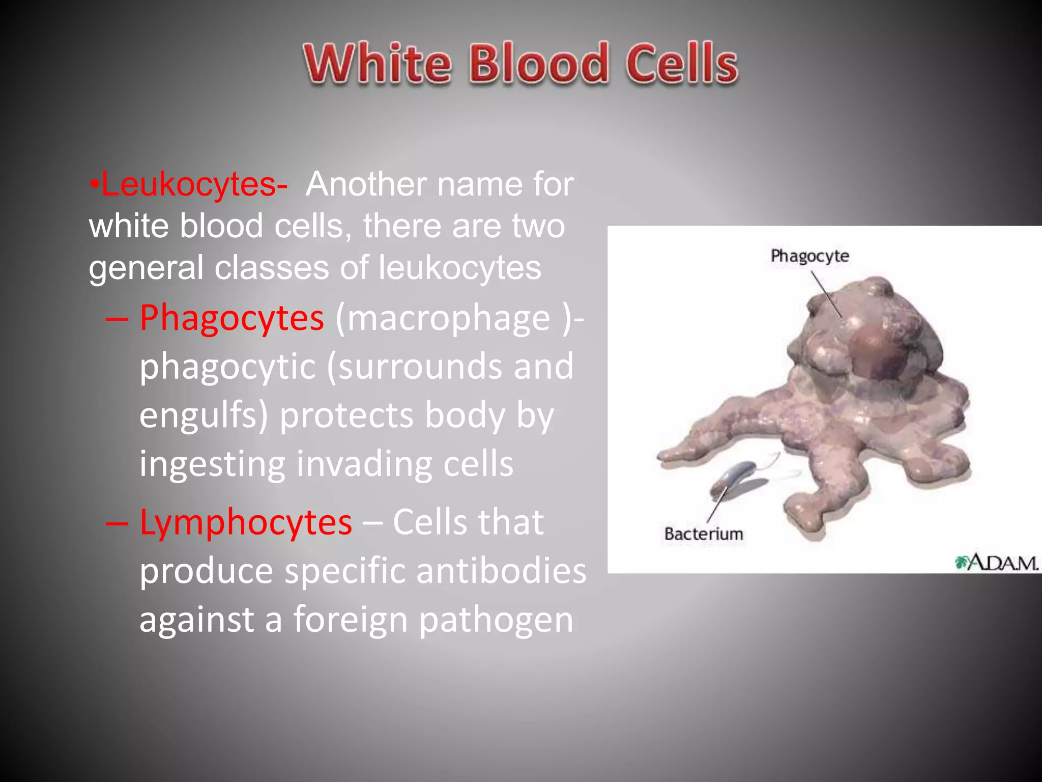 Immune System.pptx