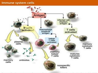 Immune System.pptx