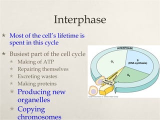 Unit 9, lesson 1 cell cycle mitosis | PPT