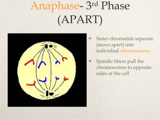 Unit 9, lesson 1 cell cycle mitosis | PPT