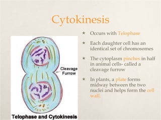 Unit 9, lesson 1 cell cycle mitosis | PPT