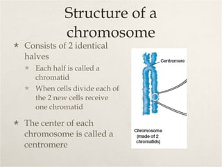 Unit 9, lesson 1 cell cycle mitosis | PPT