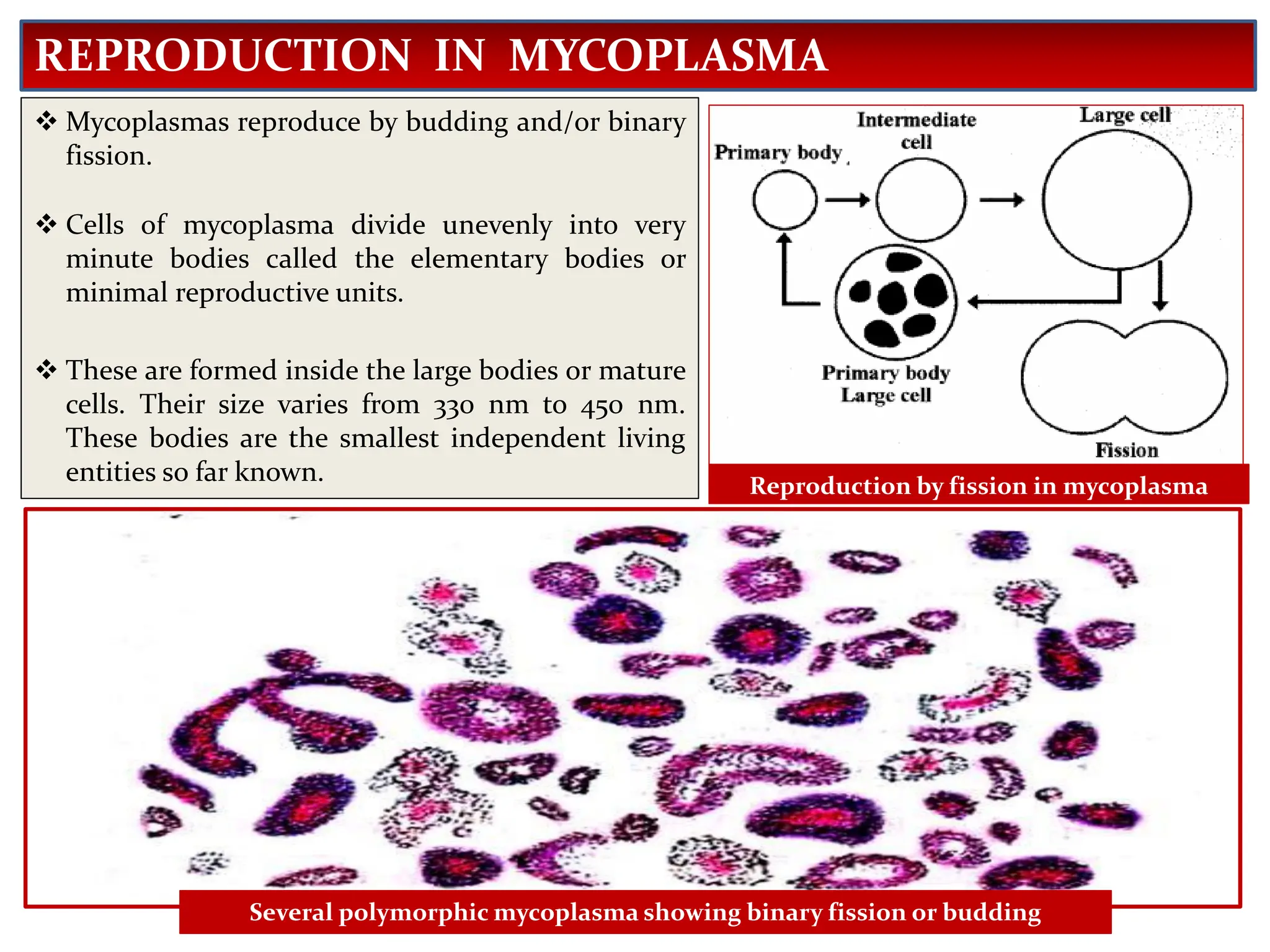 General concept of Mycoplasma and how it is different from bacteria | PDF