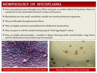 General concept of Mycoplasma and how it is different from bacteria | PDF