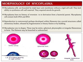General concept of Mycoplasma and how it is different from bacteria | PDF
