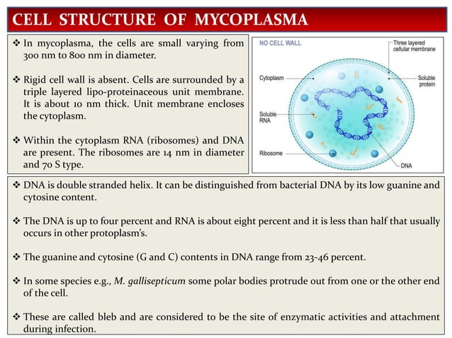 General concept of Mycoplasma and how it is different from bacteria | PPT
