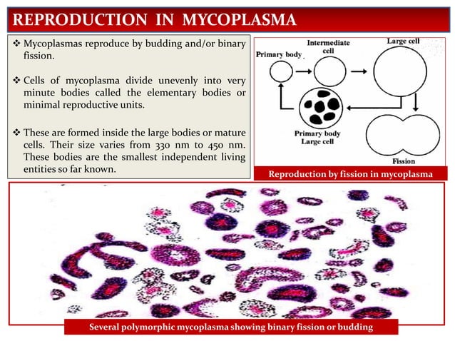 General concept of Mycoplasma and how it is different from bacteria | PPT