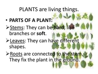 Unit 9 plants | PPTX
