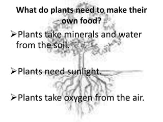 Unit 9 plants | PPT