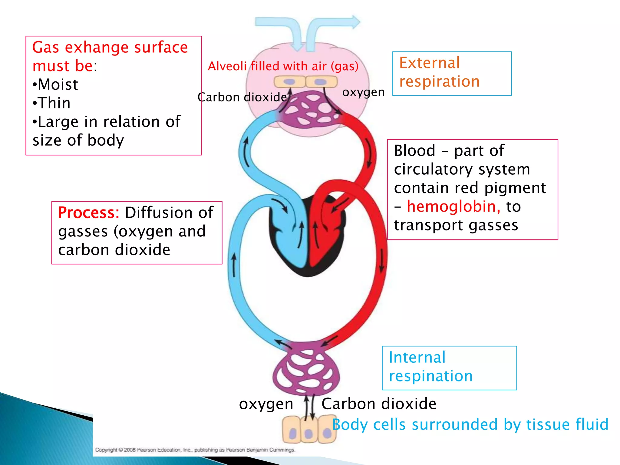 Respiratory system and gas exchange | PPTX