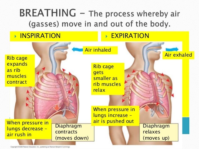 Respiratory system and gas exchange