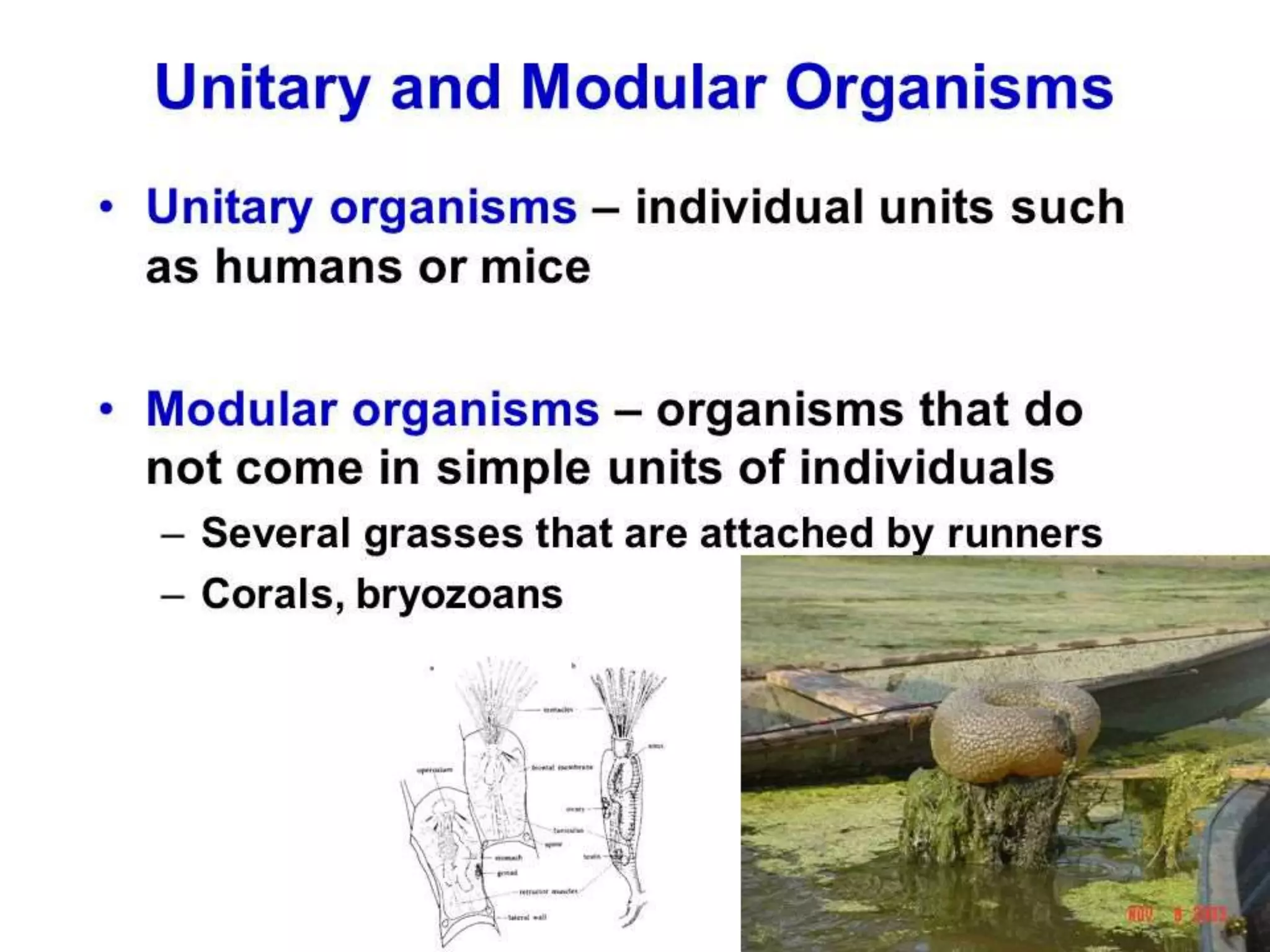 Unitary population | PPTX