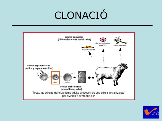 Unitat 1. genetica_actual | PPT