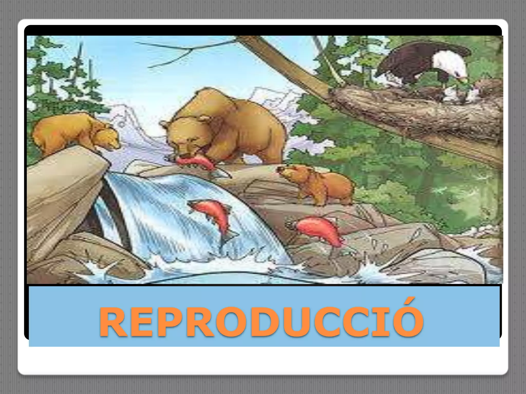 Els animals a 3r Primària | PPTX