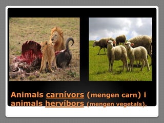 Els animals a 3r Primària | PPTX