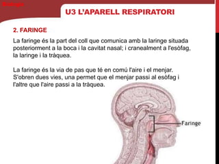 Unitat 3 l’Aparell Respiratori | PPTX