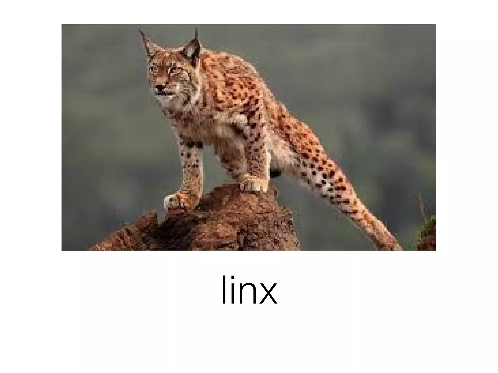 Unitat 7: Excursió al bosc | PPT