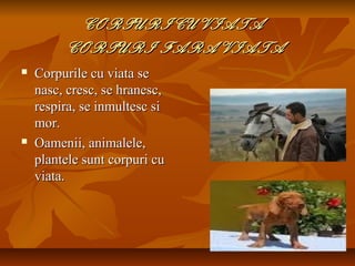 corpuri | PPT