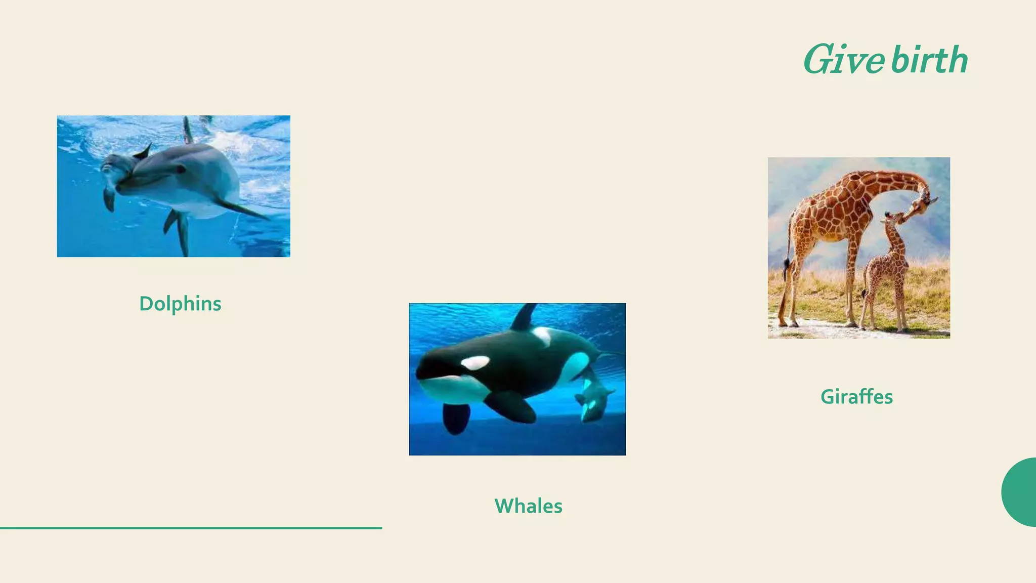 How do animals change as they grow? | PPTX