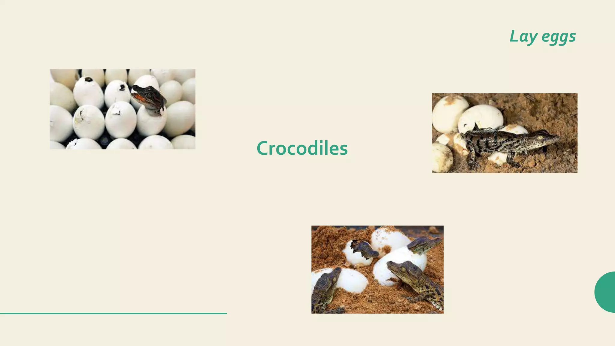 How do animals change as they grow? | PPTX